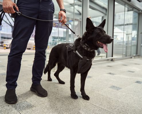 K9-Unit | NSA Guard Dogs | Security Services Brisbane